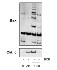 Mitochondrial membrane integrity - Mitologics